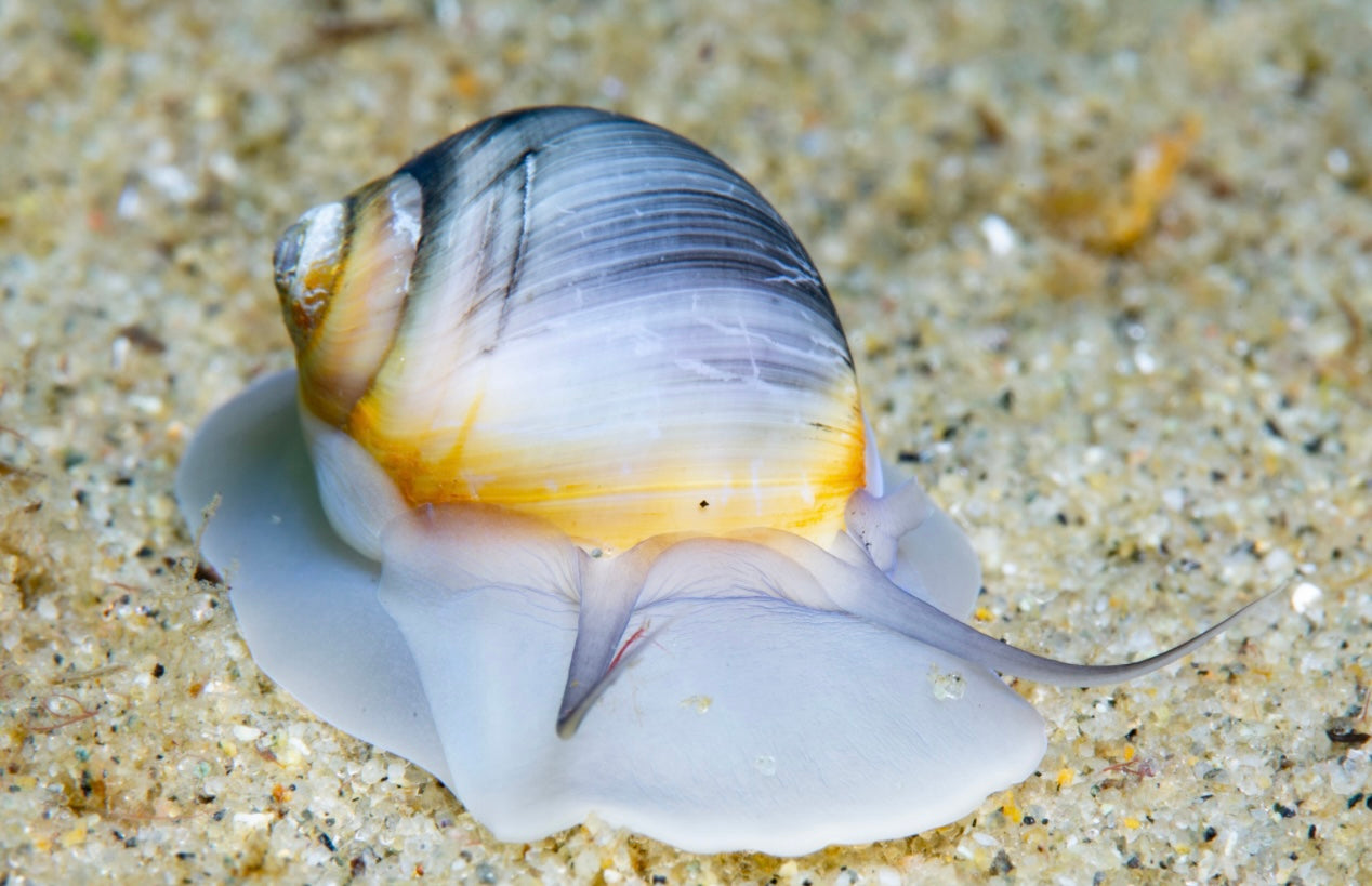 Moon Snail Shells – MARIS LLC